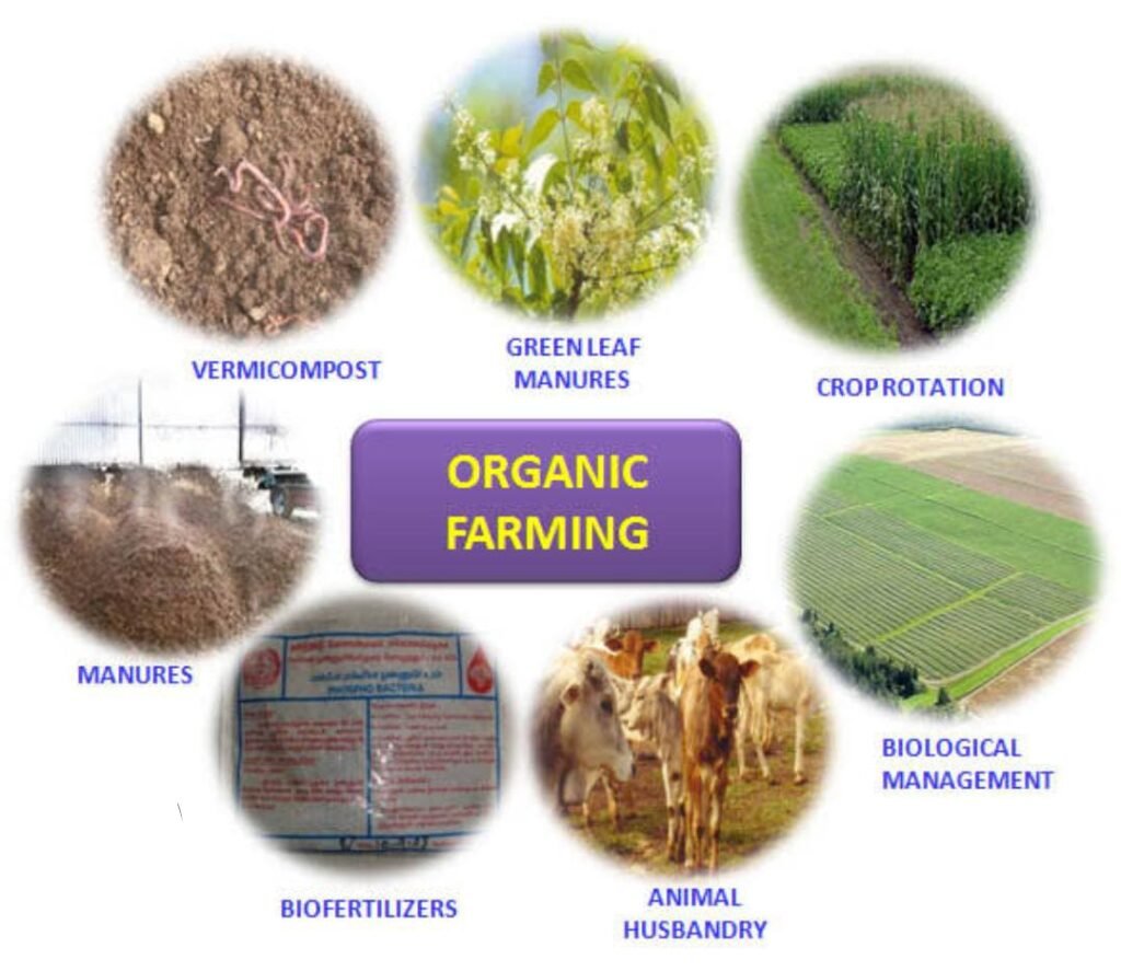 The Advantages and Disadvantages of Conventional Farming: Impact on ...